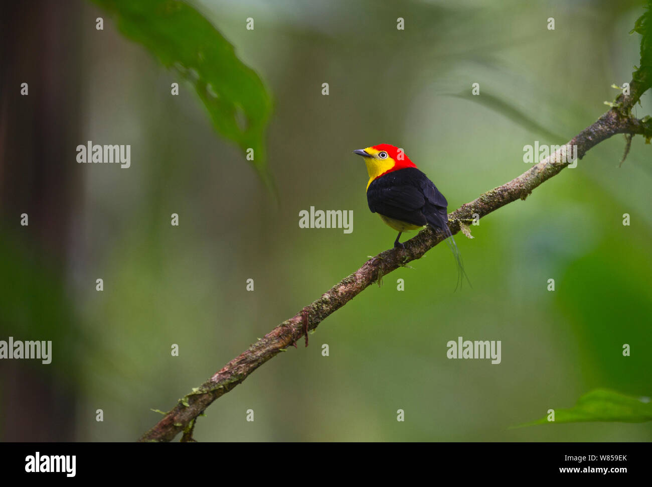Wire tailed manakin hi-res stock photography and images - Alamy