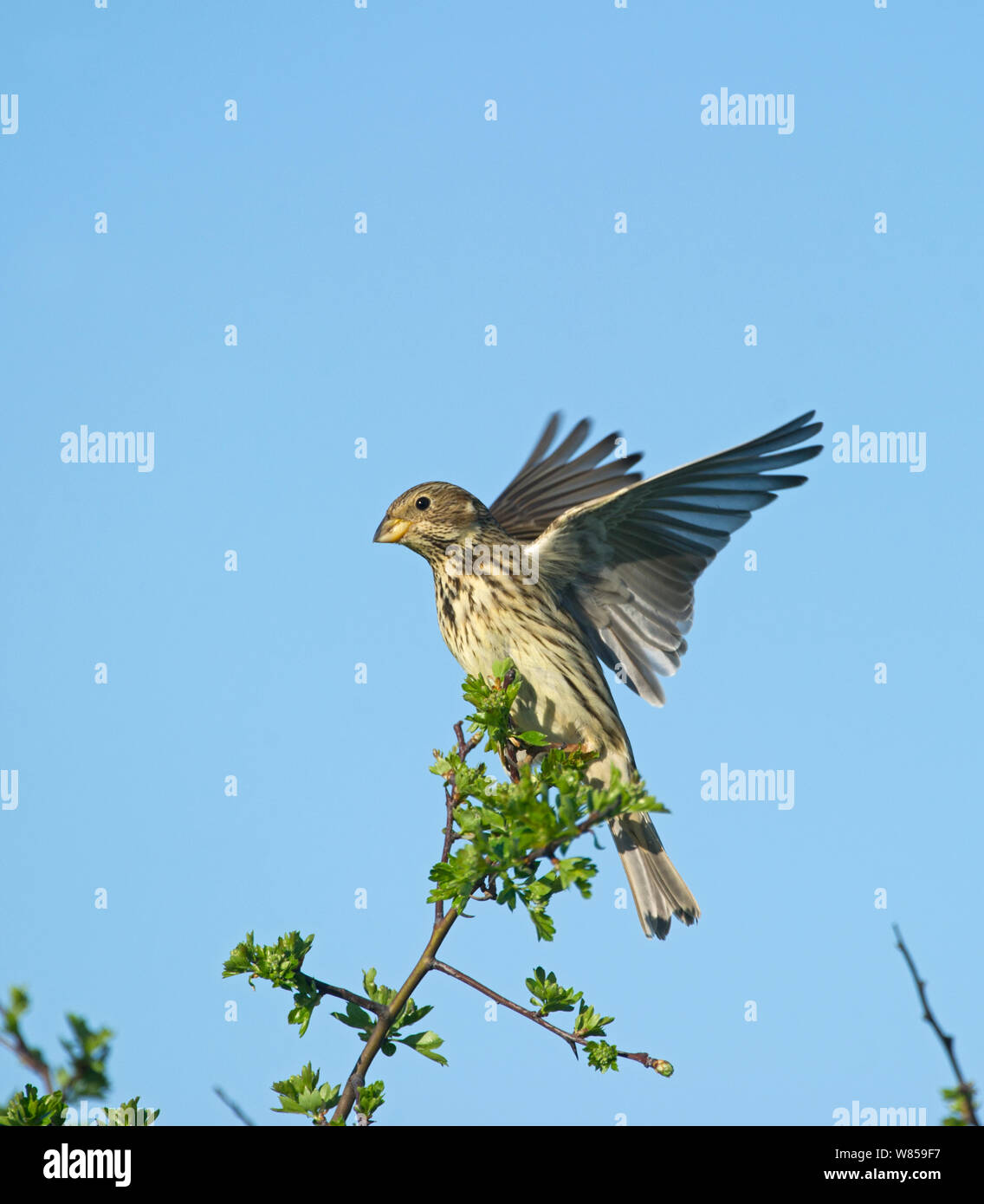 Corn Bunting (Miliaria calandra) with wings outstreched on tip of a ...