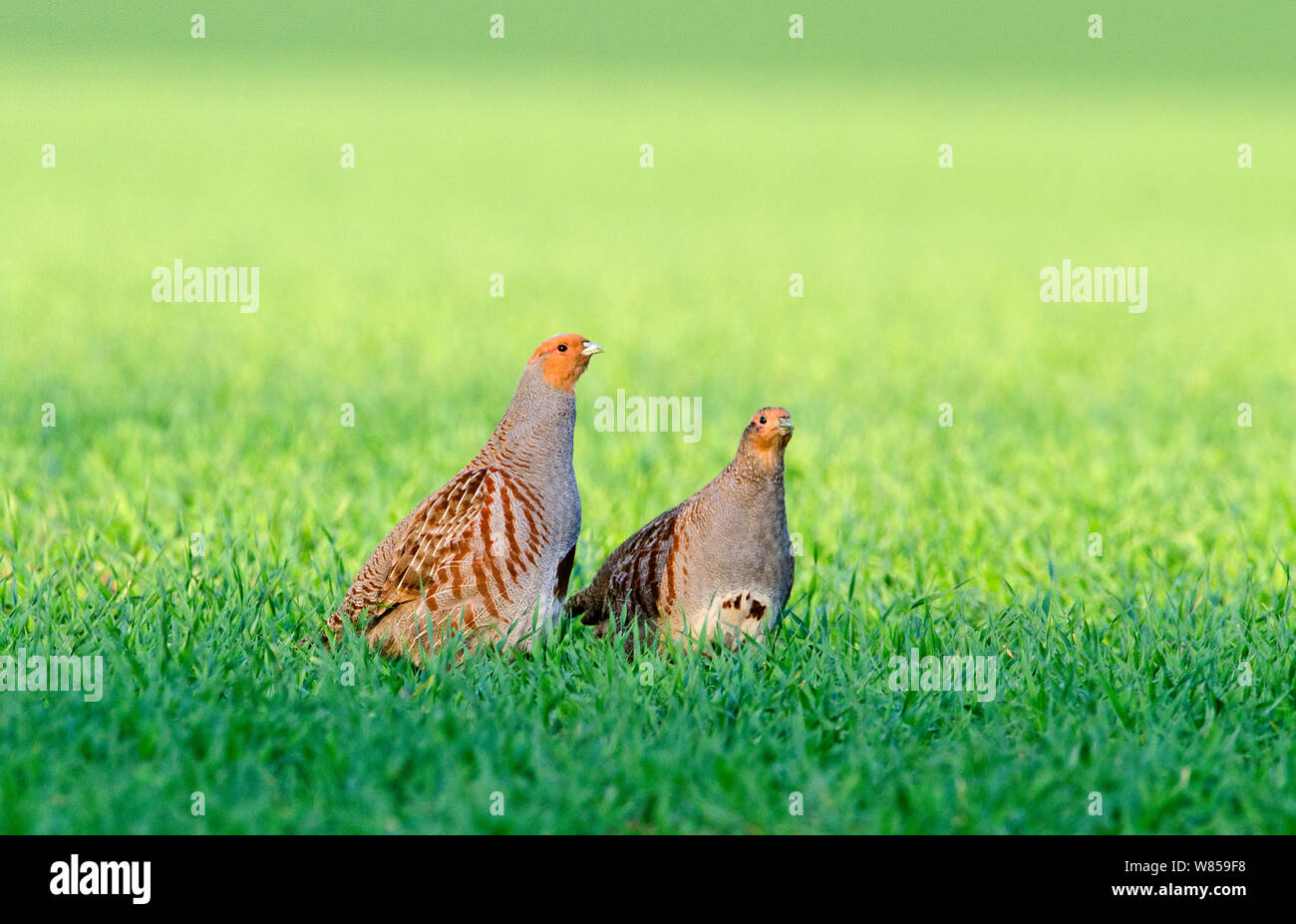 Female partridge hi-res stock photography and images - Alamy