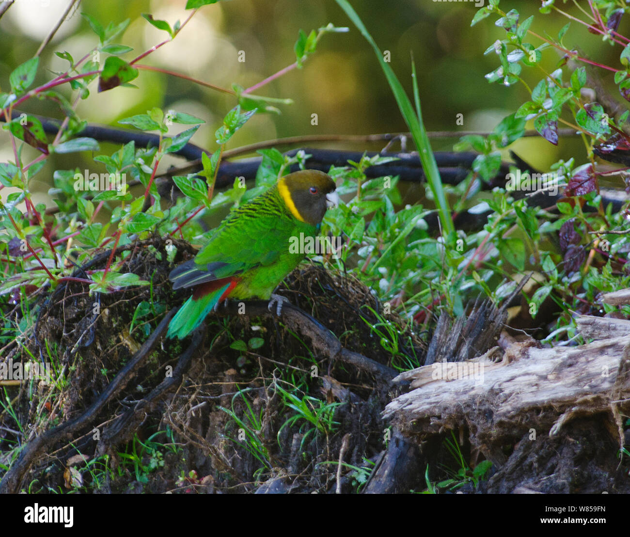 Painted Tiger-Parrot (Psittacella picta) Tari Gap, Papua New Guinea ...