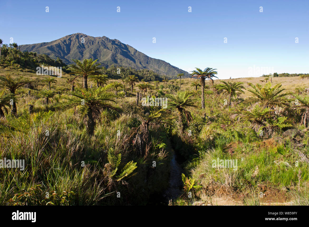 Alpine grassland and Cycads at 9000 ft, Tari Gap, Southern Highlands ...