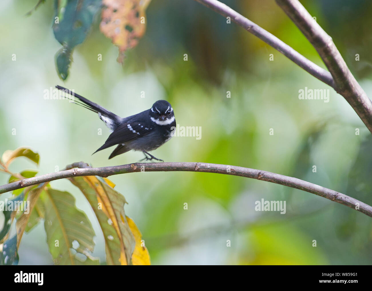 Friendly Fantail (Rhipidura albolimbata) Tari Southern Highlands, Papua ...