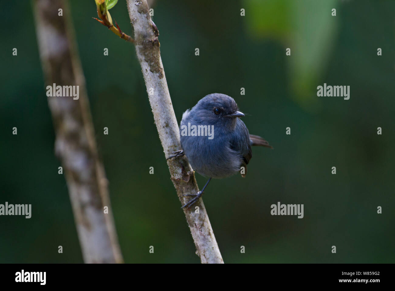 Blue-grey Robin (Peneothello cyanus) Tari, Southern Highlands, Papua ...