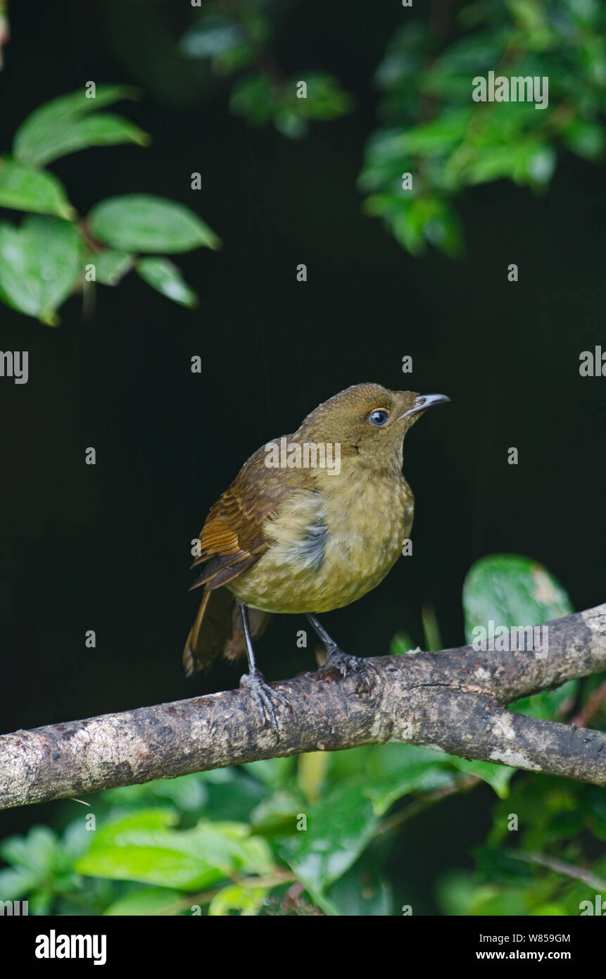 Birds of paradise papua new guinea hi-res stock photography and images ...