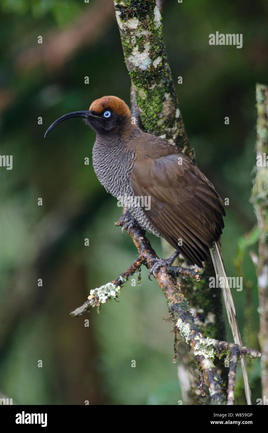 Brown Sicklebill (Epimachus meyeri) female, Kumul Lodge, Western ...