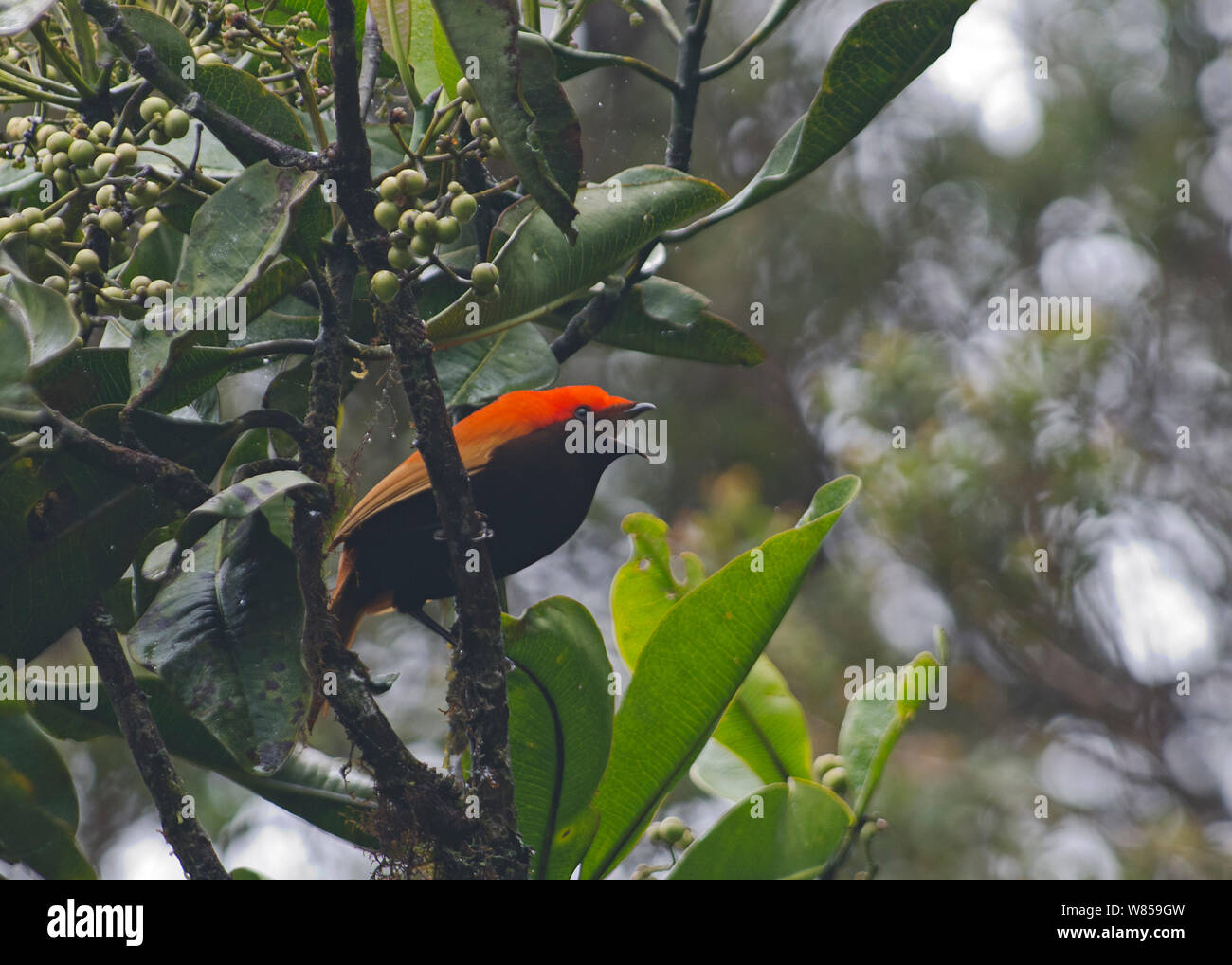 Crested Satinbird (Cnemophilus macgregorii) male calling in, fruiting ...