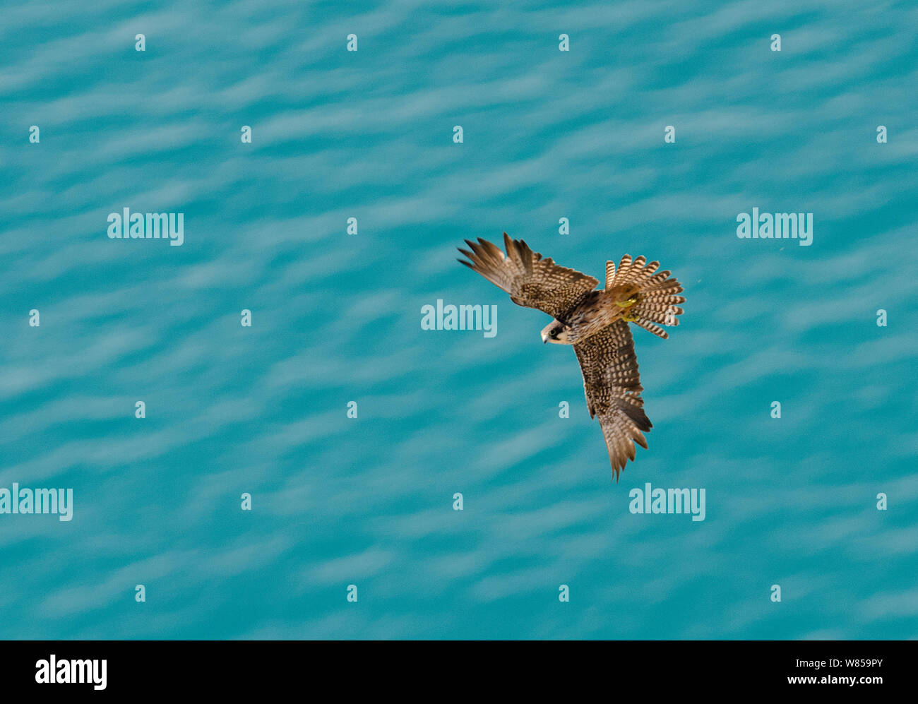 Flying water birds hi-res stock photography and images - Alamy