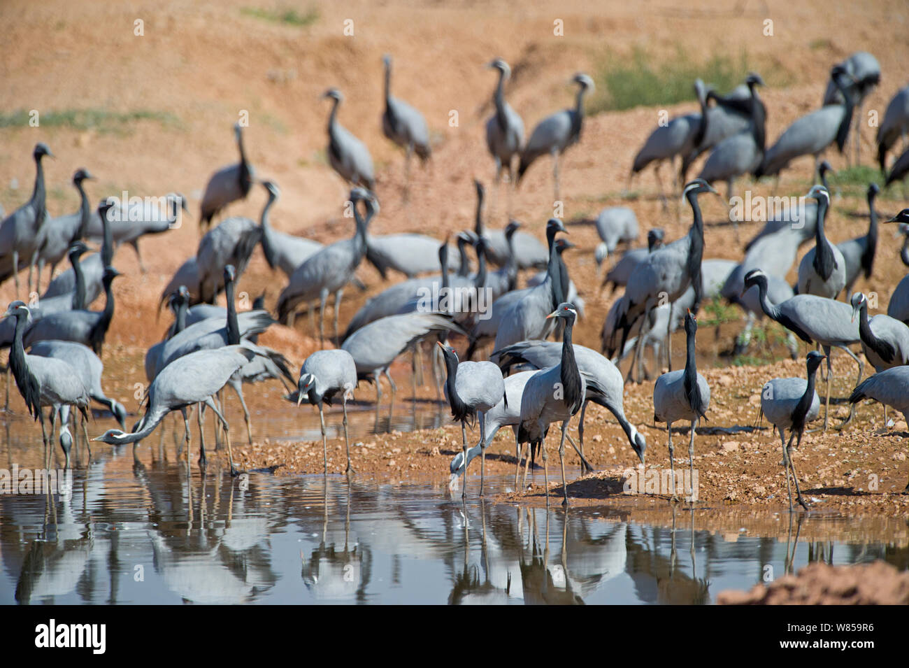 Demoiselle Cranes (Anthropoides virgo) at Khichan, Thar Desert ...