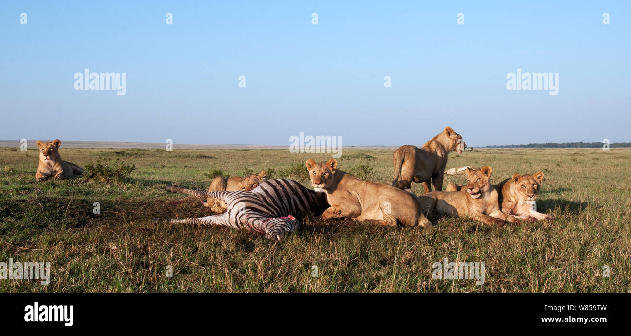 Lion (Panthera leo) pride feeding on a zebra kill. Masai Mara National ...