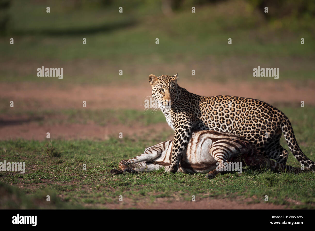 Leopard (Panthera pardus) young male with zebra foal kill. Masai Mara ...