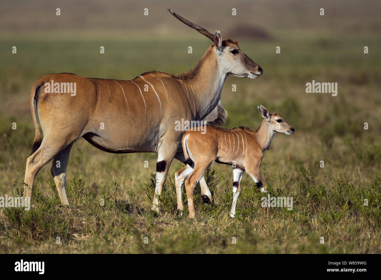 Eland