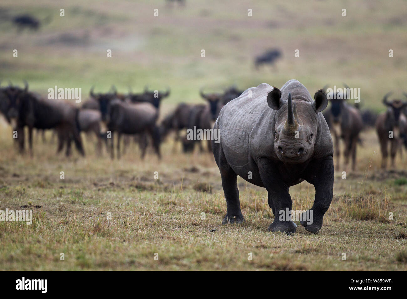 Black And White Rhinoceroses High Resolution Stock Photography and ...