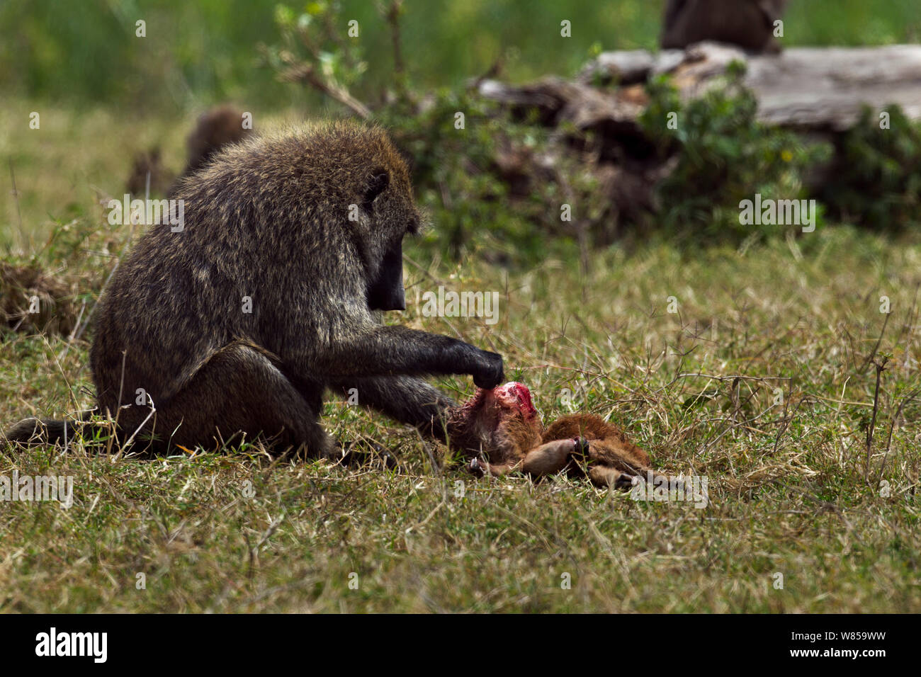 Olive baboon (Papio cynocephalus anubis) male feeding on a gazelle meat ...