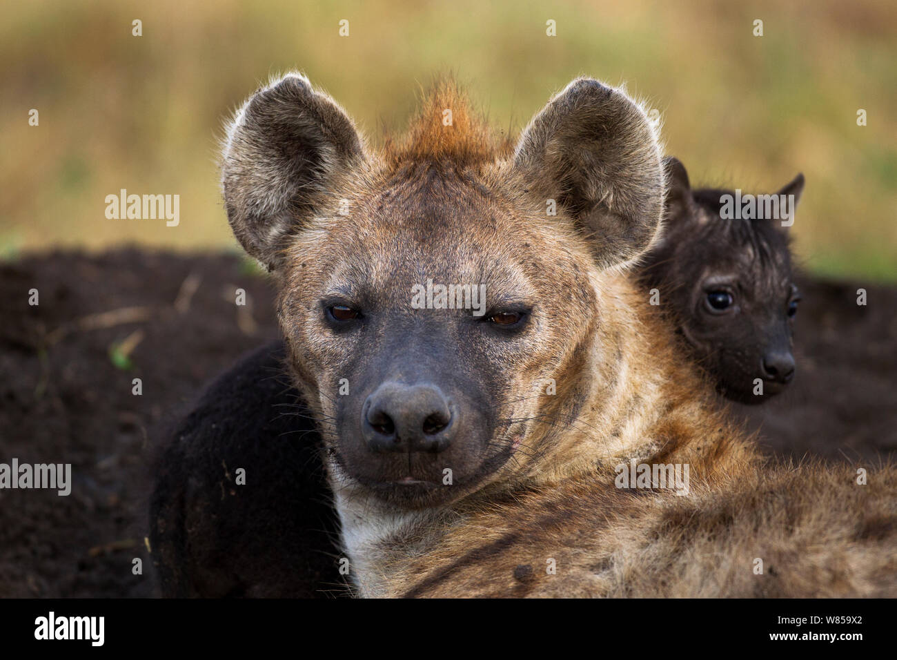 Spotted hyena (Crocuta crocuta) female and pup aged 2-3 months. Masai ...