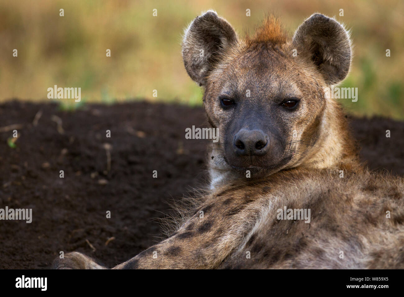Spotted hyena (Crocuta crocuta) female portrait. Masai Mara National ...