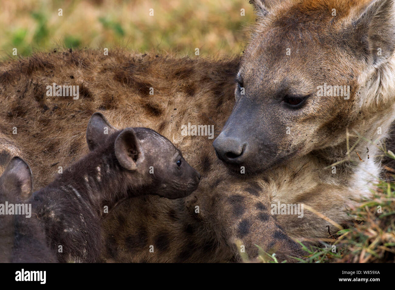 Spotted hyena (Crocuta crocuta) female and pup aged 2-3 months. Masai ...