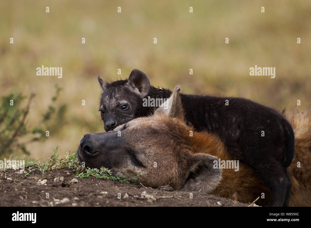 Spotted hyena (Crocuta crocuta) female and pup aged 2-3 months. Masai ...