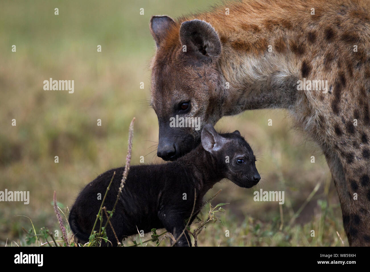 Spotted hyena (Crocuta crocuta) female and pup aged 2-3 months. Masai ...