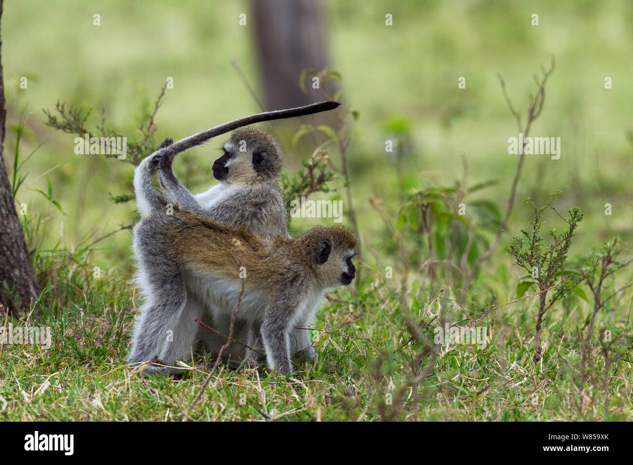 Cercopithecus hi-res stock photography and images - Alamy