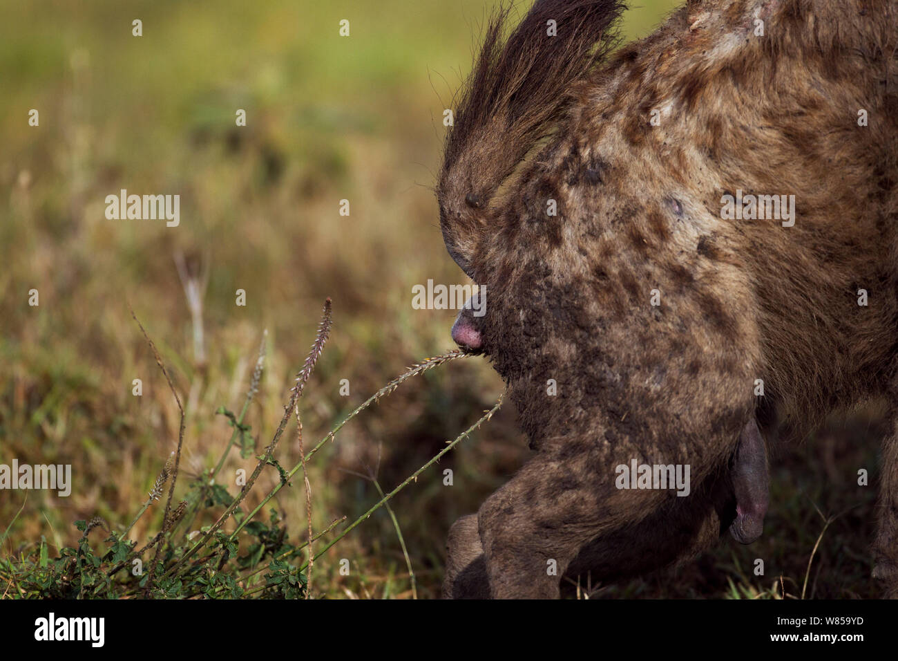 Spotted hyena (Crocuta crocuta) sccent marking. Masai Mara National ...