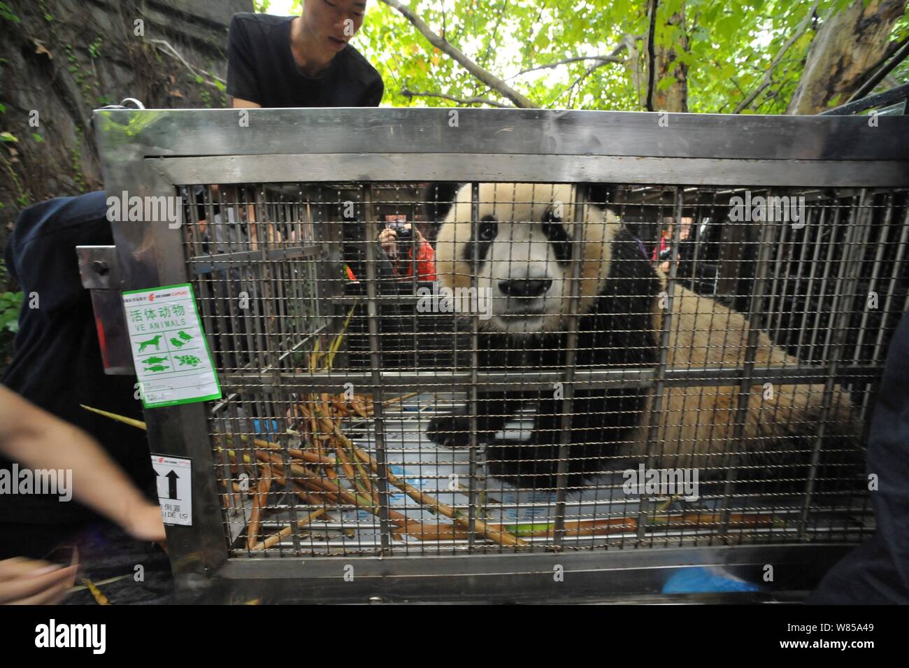 Giant panda Shuanghao is loaded onto a pickup at the Chengdu Research ...