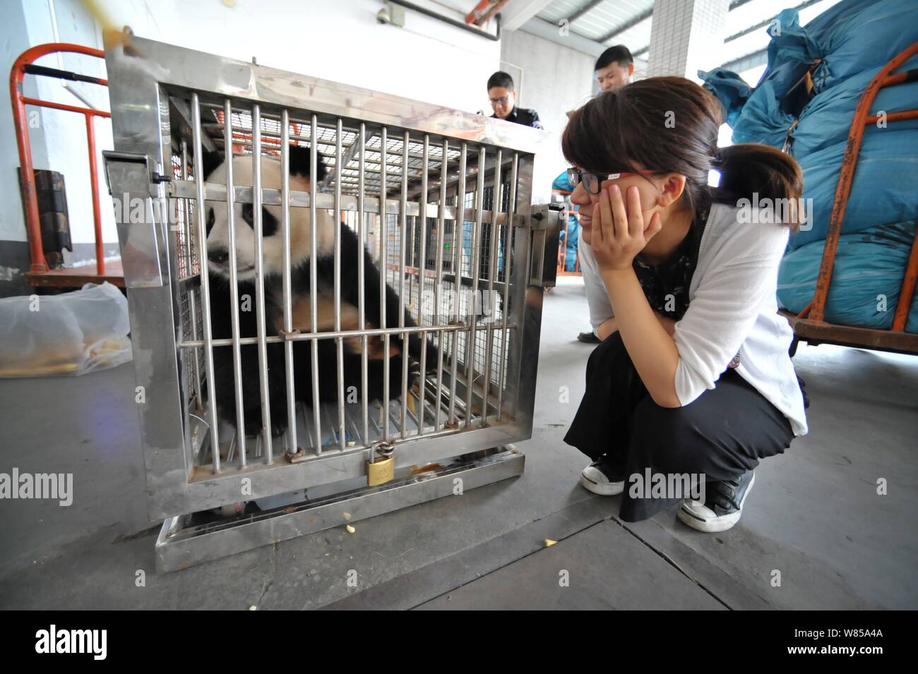 A Chinese girl watches a giant panda locked in a cage at the Chengdu ...