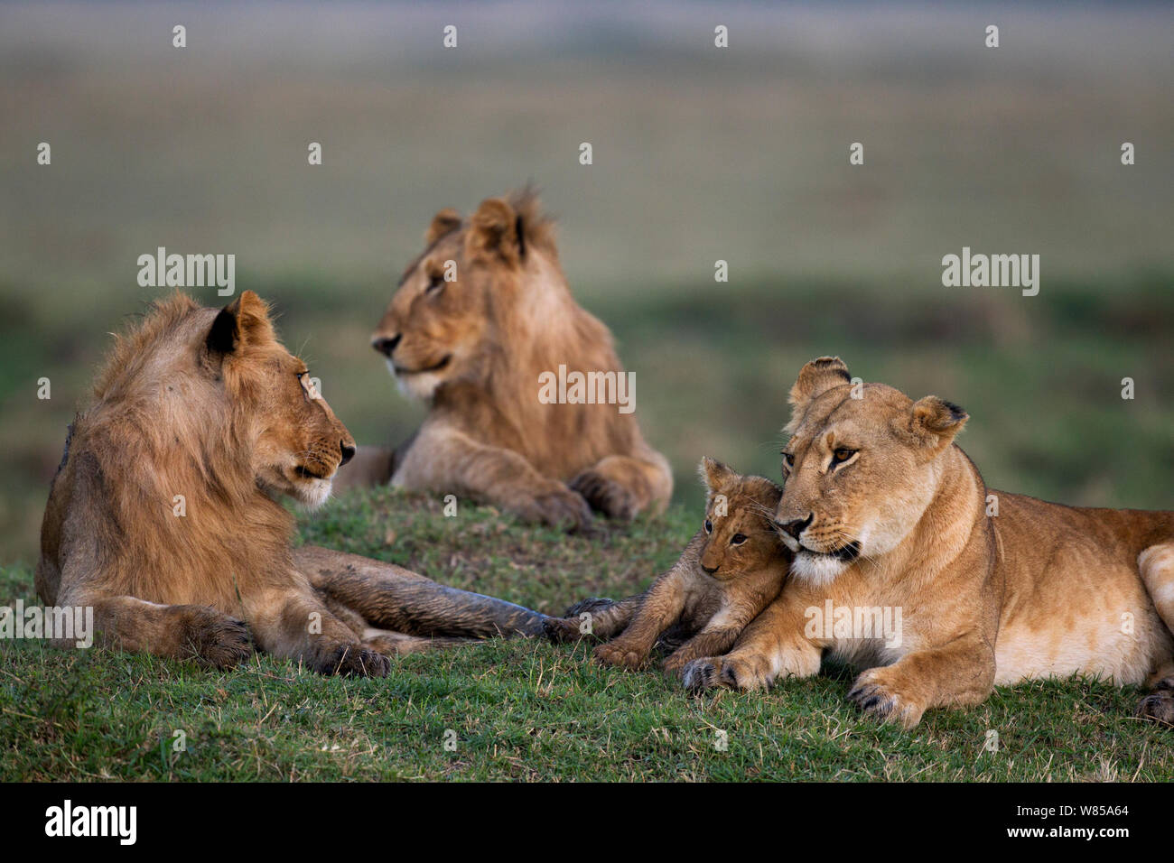1 2 months hi-res stock photography and images - Alamy