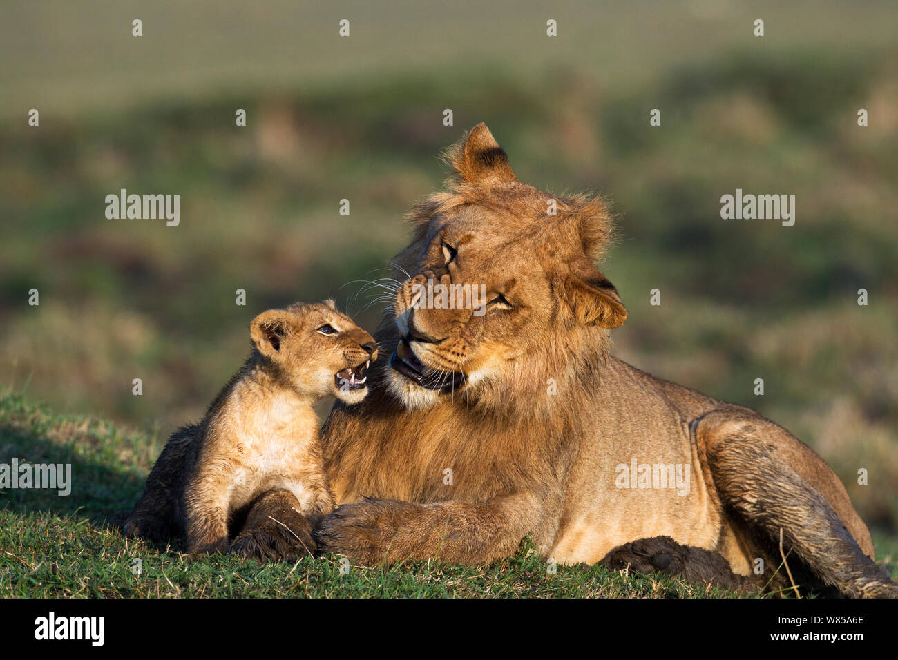 3 lions playing hi-res stock photography and images - Alamy