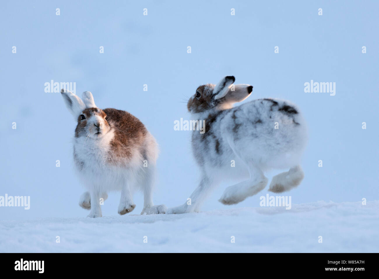 Mountain hare approaching another (Lepus timidus). Vauldalen, Sor ...