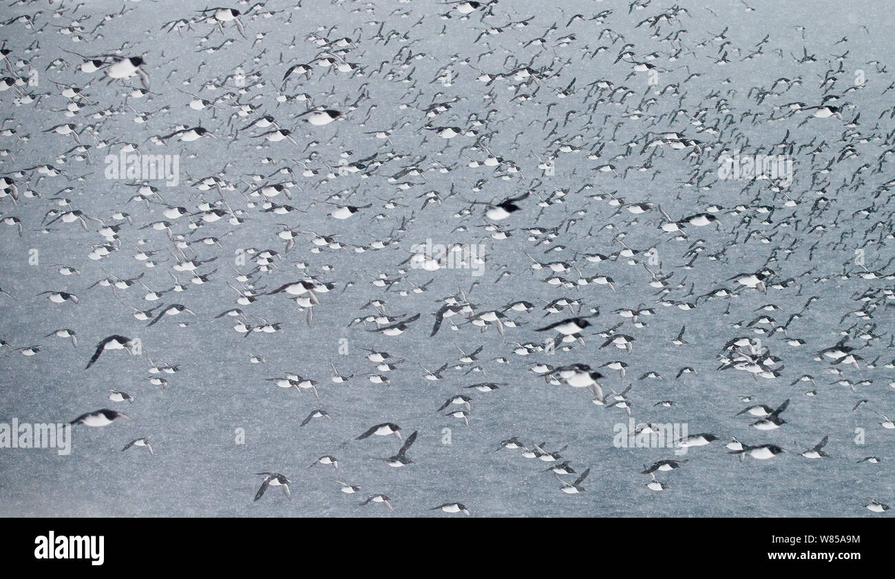 Large flock of Guillemots (Uria aalge) flying in falling snow, Vardo ...