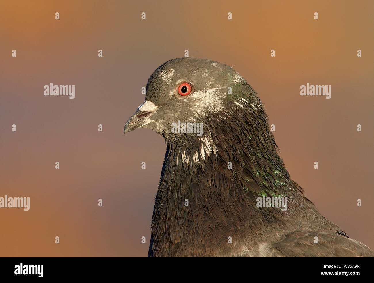 Pigeon profiles hi-res stock photography and images - Alamy