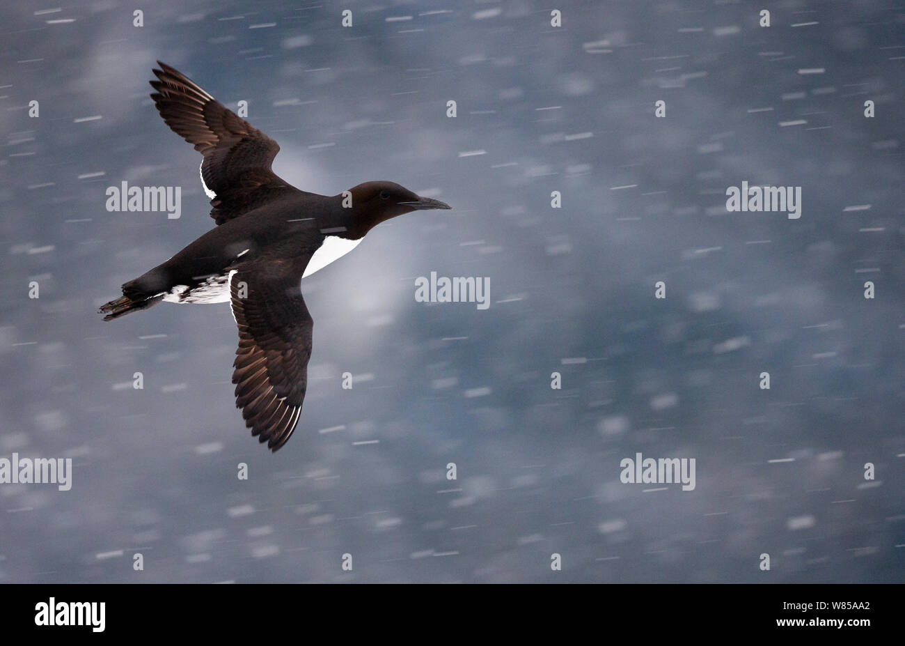 Guillemot (Uria aalge) in flight in falling snow, Vardo, Norway, March ...