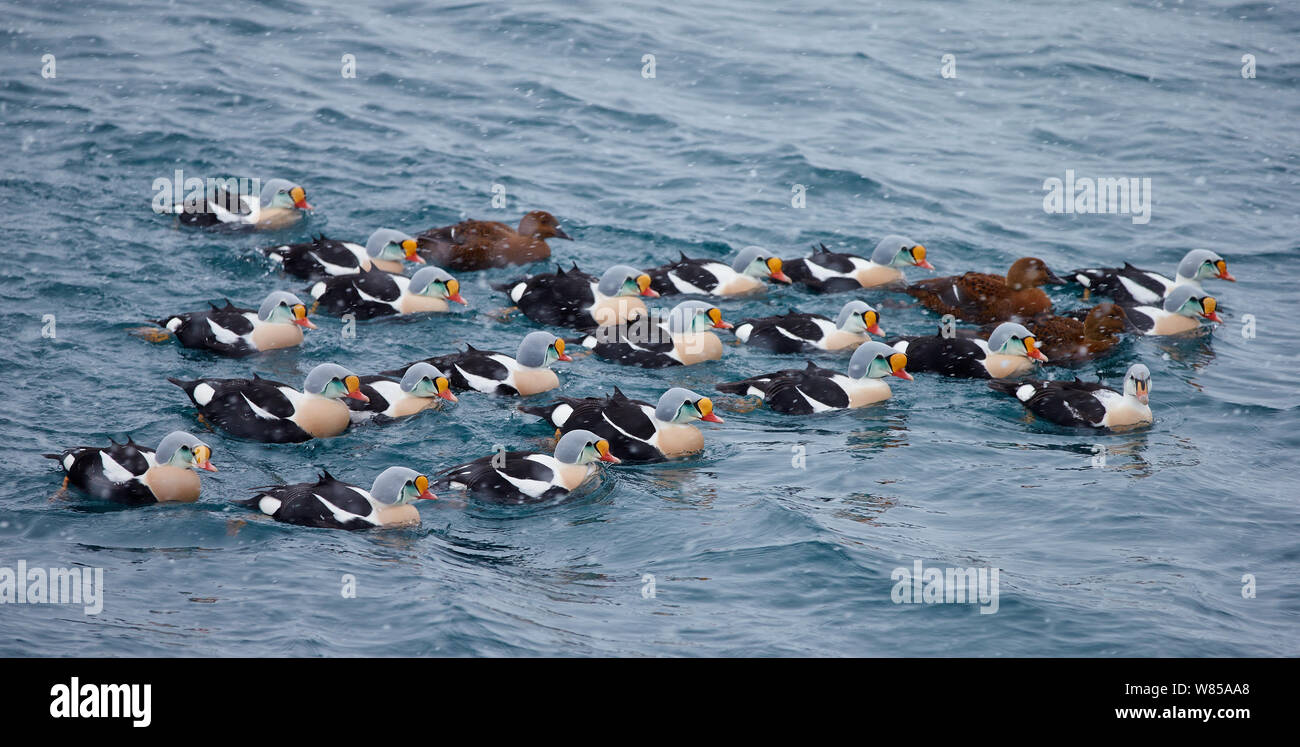 King eiders hi-res stock photography and images - Alamy