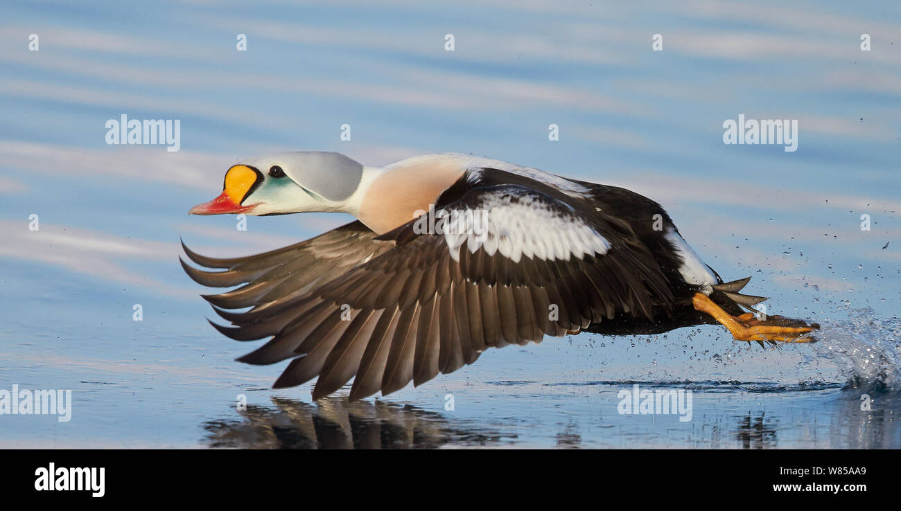 Male King eider (Somateria spectabilis) in flight over water, Batsfjord ...