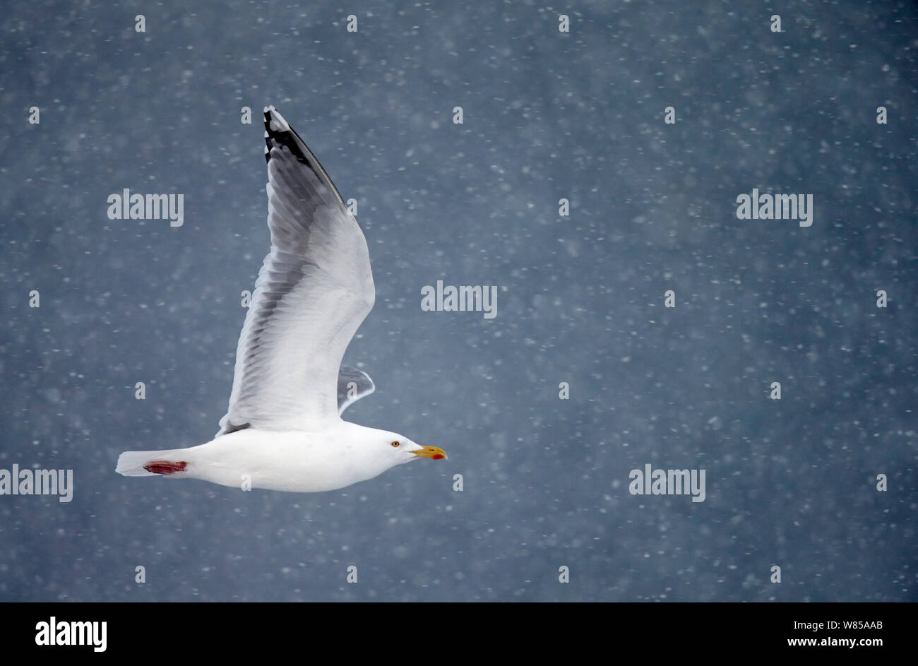 Aves chordata hi-res stock photography and images - Alamy