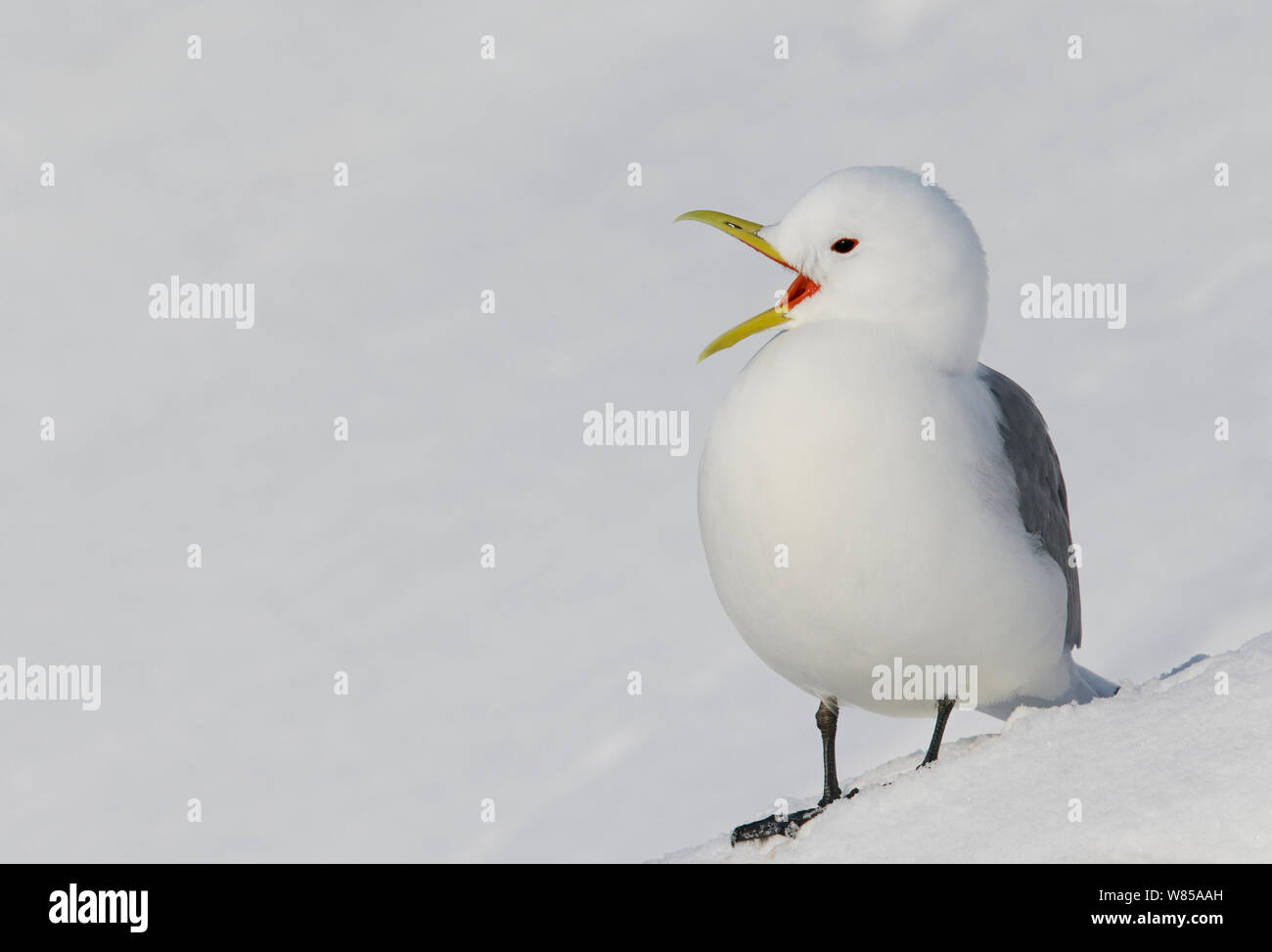 Vocalising hi-res stock photography and images - Alamy