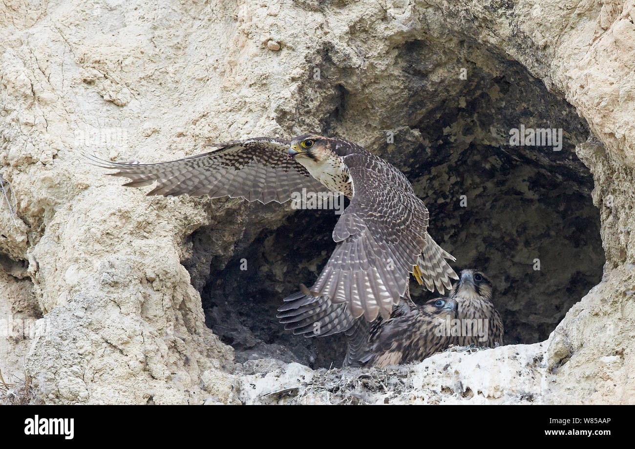 Young lanner falcon falco biarmicus hi-res stock photography and images ...