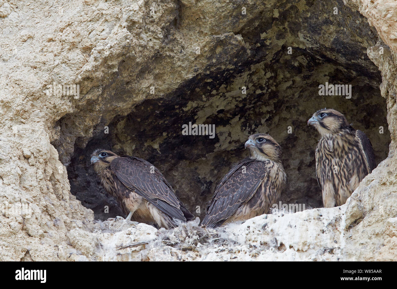 Lanner falcons birds of prey hi-res stock photography and images - Alamy
