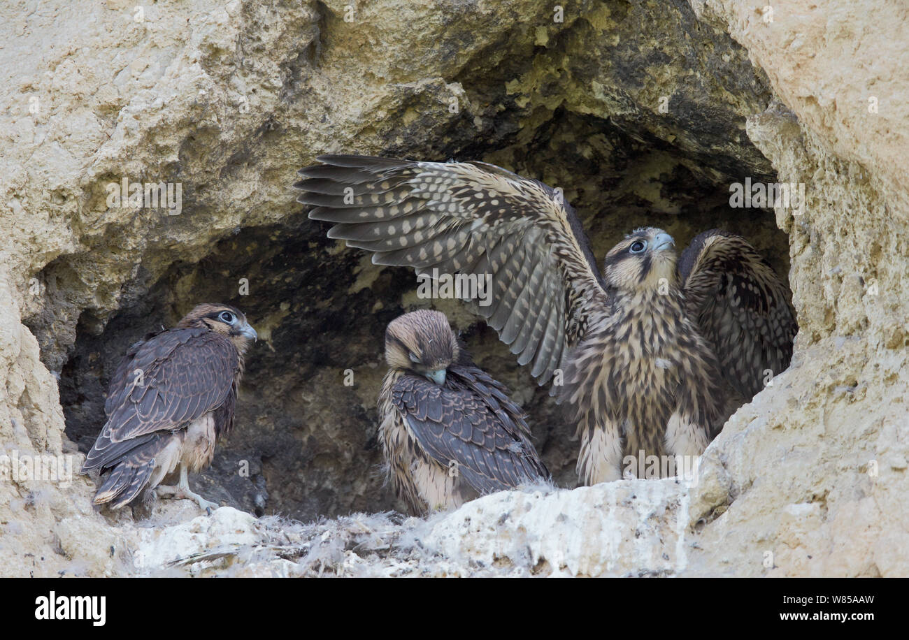 Symbols wildlife hi-res stock photography and images - Alamy