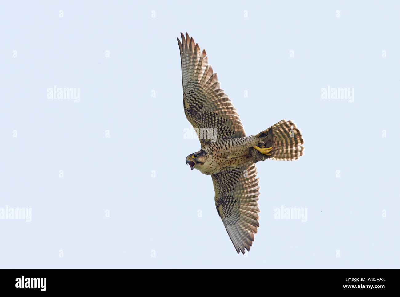 Lanner falcons birds of prey hi-res stock photography and images - Alamy