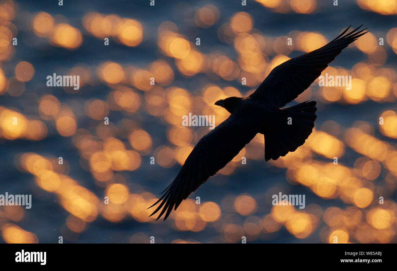 Common raven (Corvus corax), Vardo, Norway, March Stock Photo - Alamy