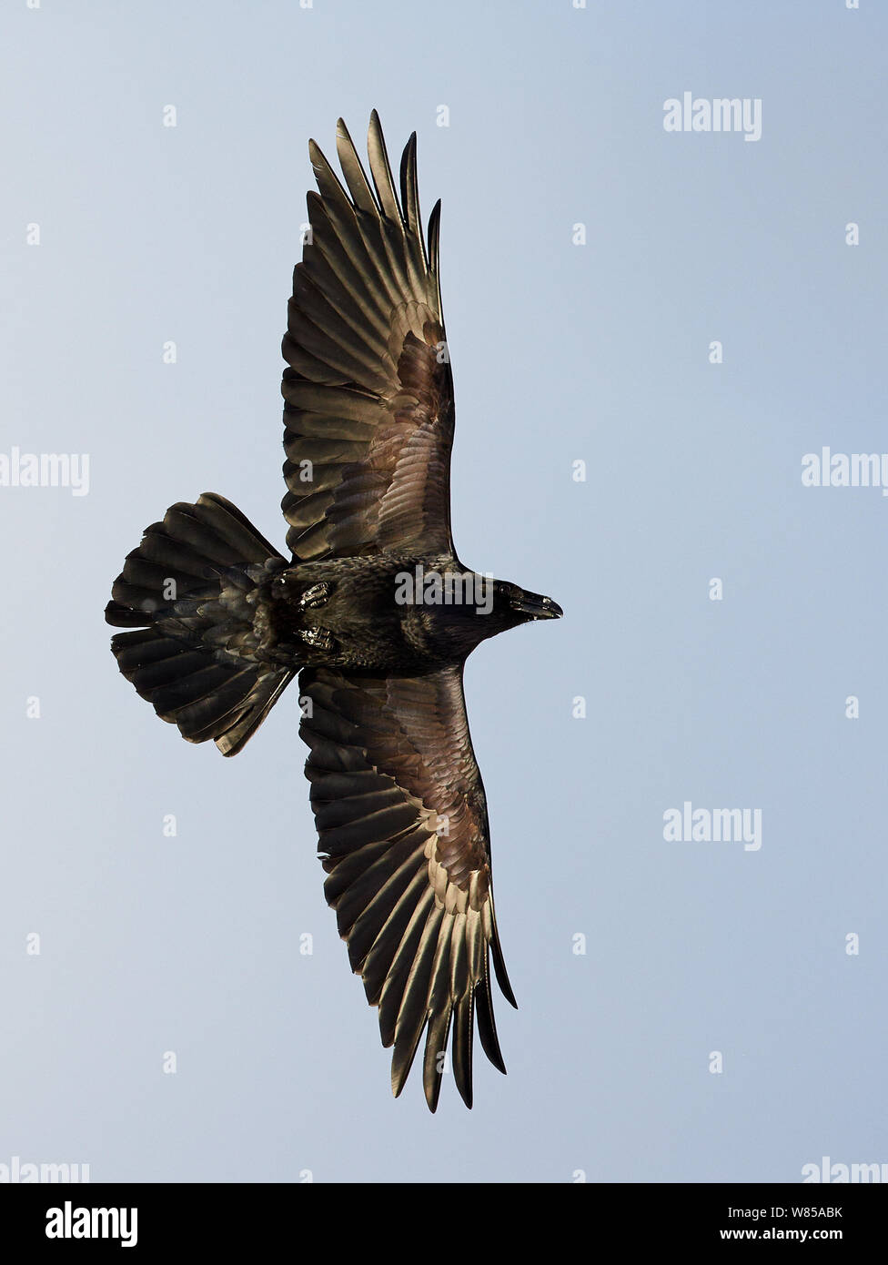 Common raven (Corvus corax), Vardo, Norway, March Stock Photo - Alamy