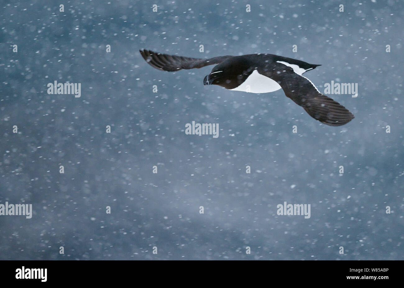 Razorbill (Alca torda) flying in falling snow, Vardo, Norway, March ...