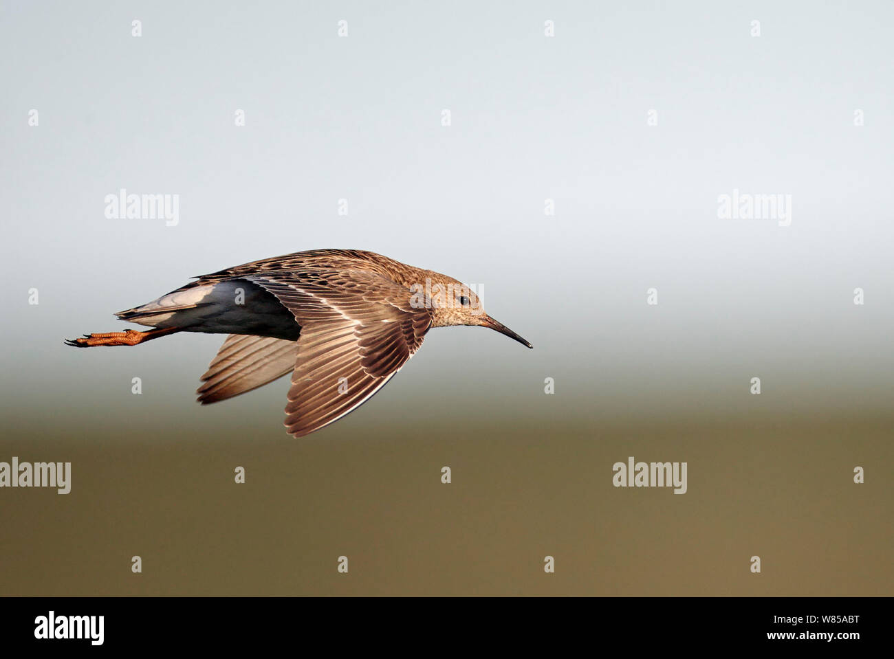 Female Ruff (Philomachus pugnax) in flight, Utsjoki, Finland, July ...