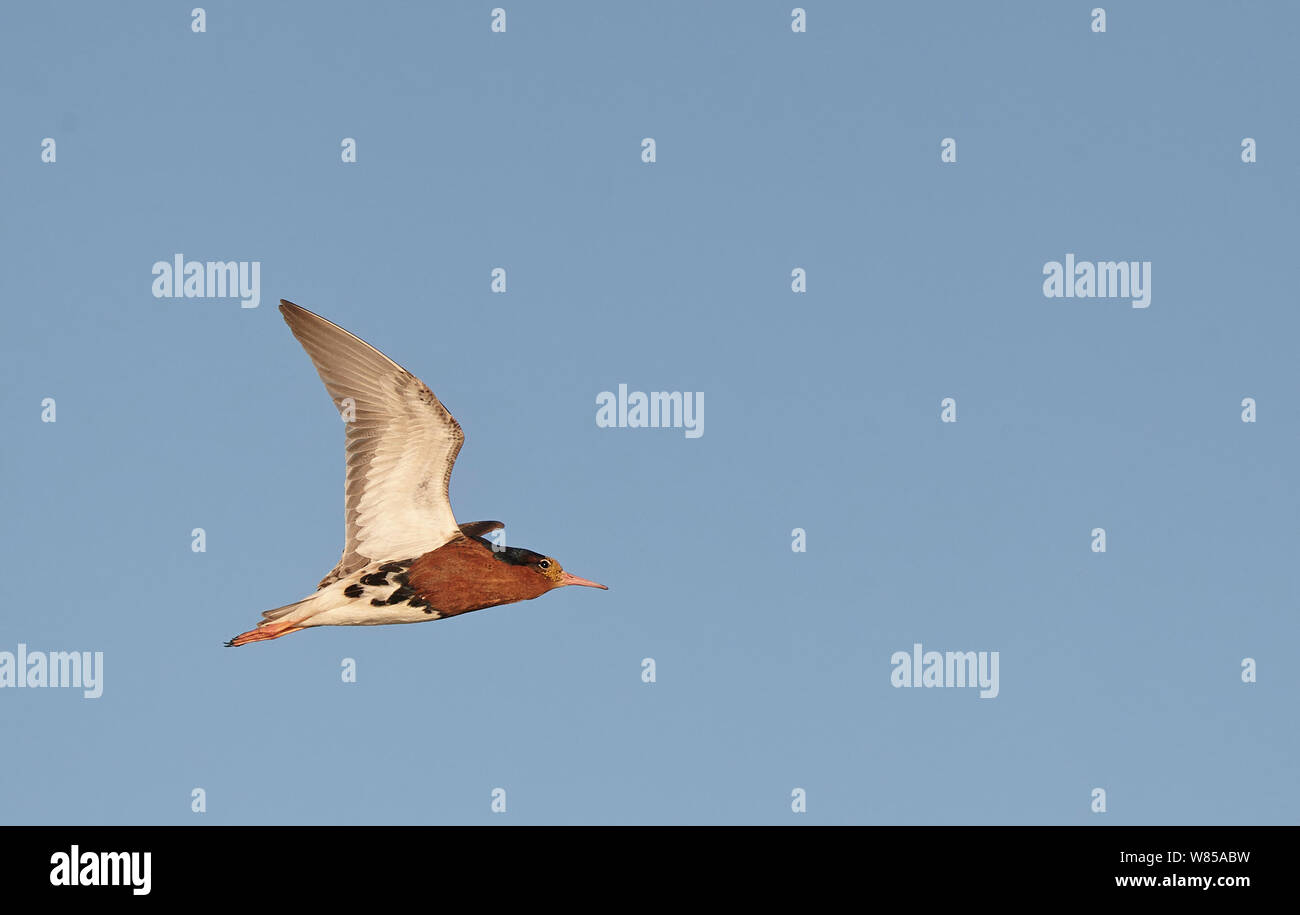 Ruff hi-res stock photography and images - Alamy