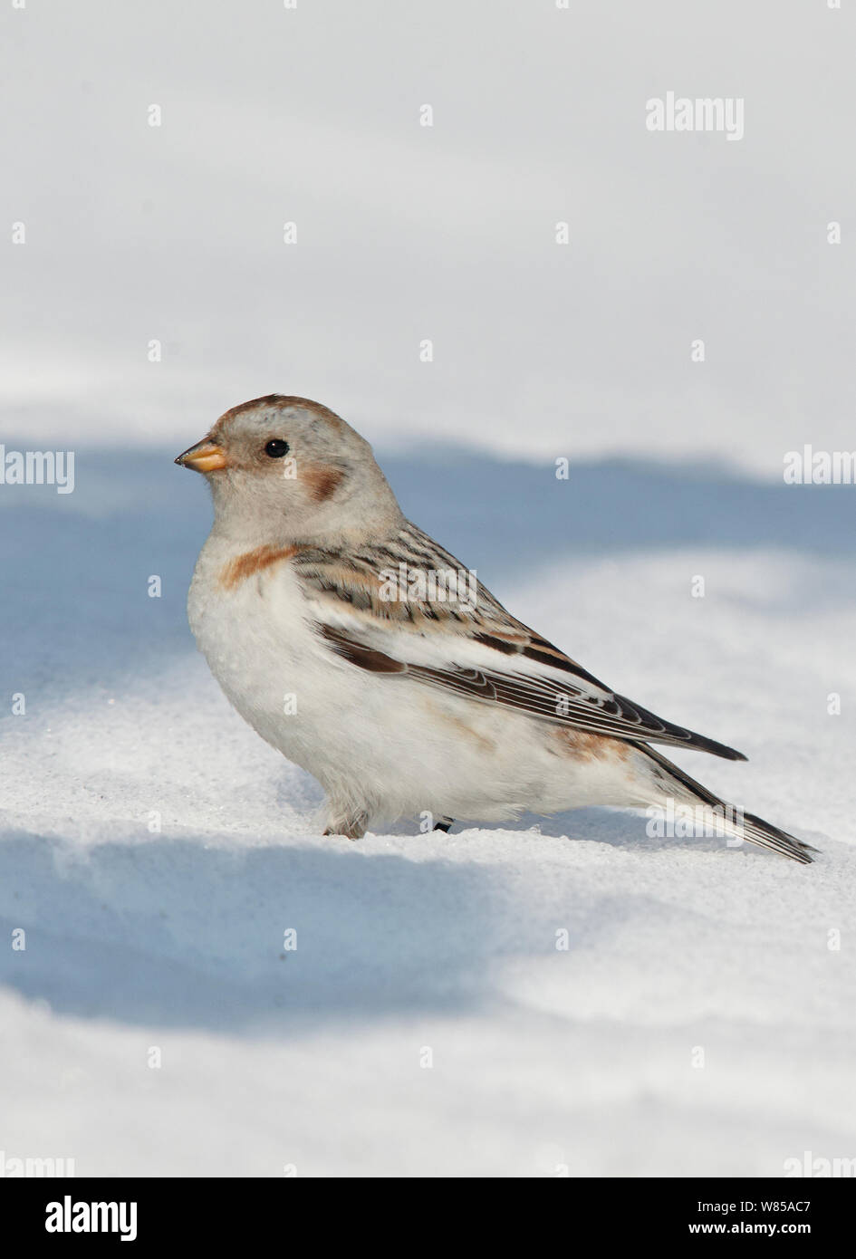 Longspurs buntings hi-res stock photography and images - Alamy