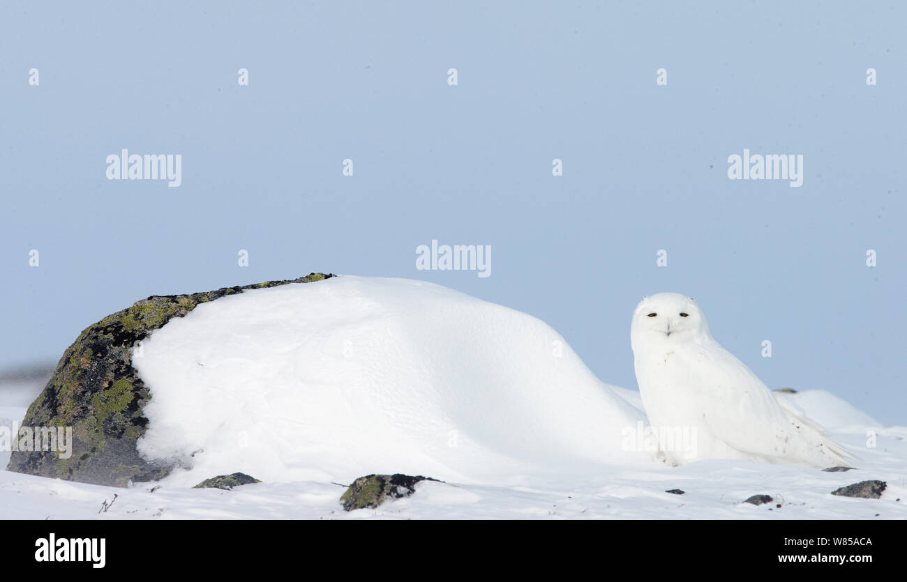 Strix scandiaca hi-res stock photography and images - Alamy