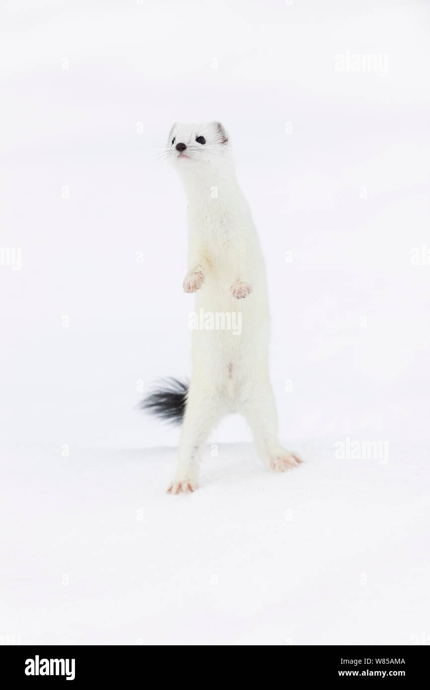 Stoat (Mustela erminea) in white winter coat, standing on two feet ...