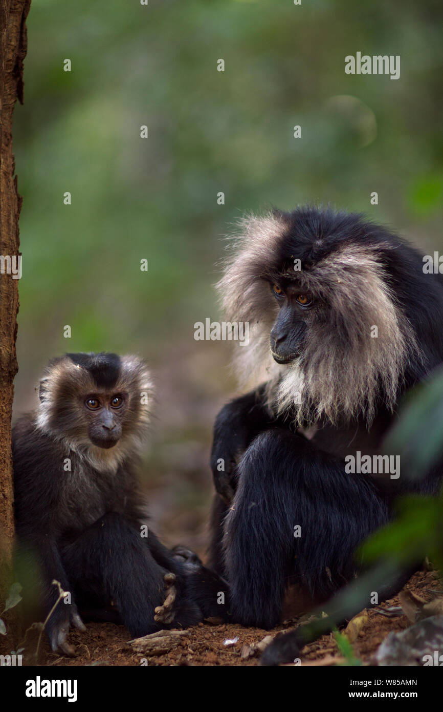 Lion-tailed macaque (Macaca silenus) female sitting with her baby aged ...