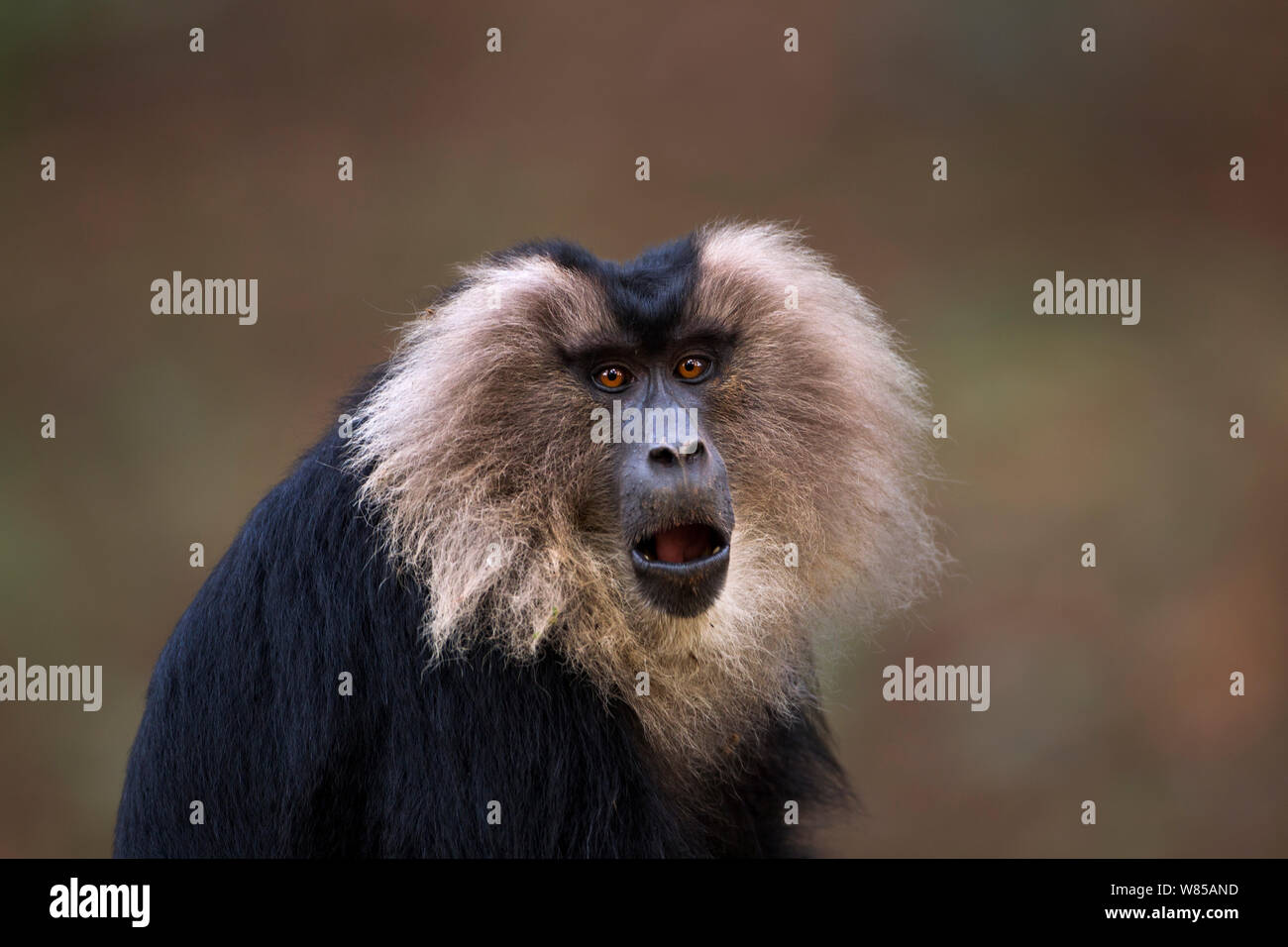 Lion-tailed macaque (Macaca silenus) male portrait. Anamalai Tiger ...